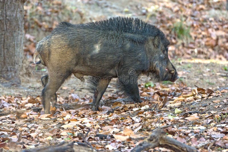 Indian Boar in the Forest stock photo. Image of scrofa - 73008248