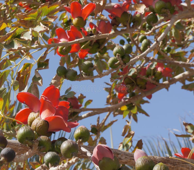 Indian Bombax (Cotton Tree) Bloom Stock Image - Image of blue, china ...