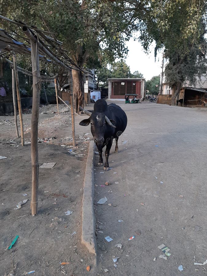An Indian Bool Stand Up on Road Stock Image - Image of stand, tree ...