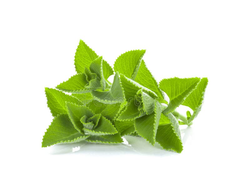 Indian Borage Leaves Isolated on White Background Stock Photo - Image ...