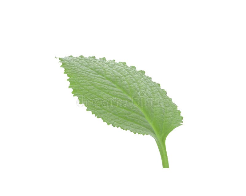 Indian Borage Leaves Isolated on White Background Stock Photo - Image ...
