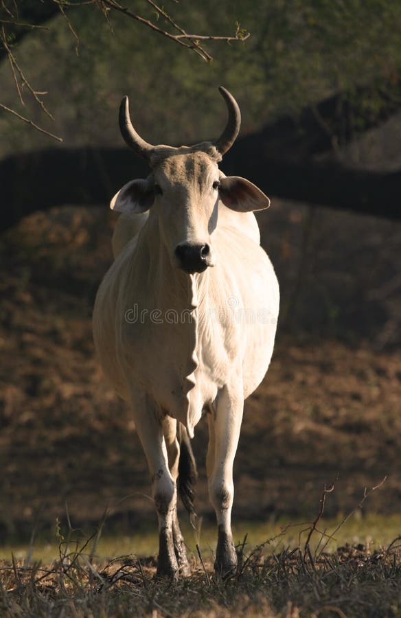 Indian brahman cattle stock photo. Image of asia, bovine - 2159728
