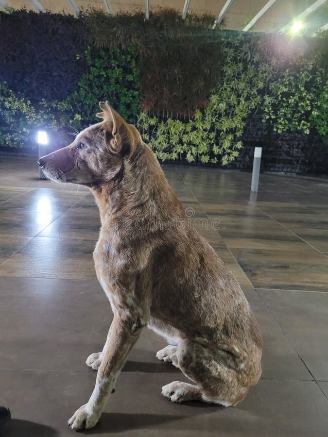 Indian Brave Strong Stray Dog Stock Photo - Image of brave, strong ...