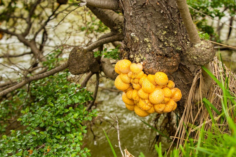 Indian Bread Fungus stock image. Image of beech, patagonia - 36351937