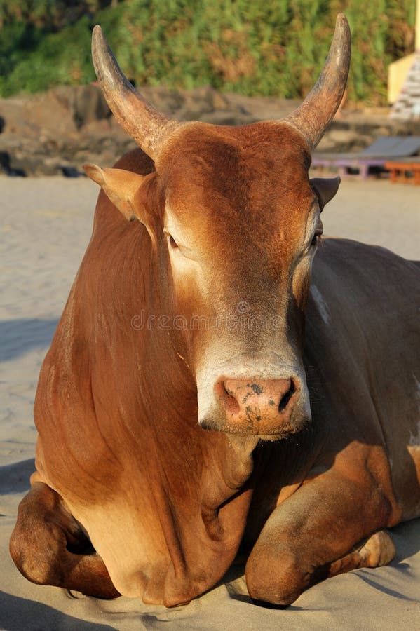 Indian Brown Cow Resting on the Beach, Goa Stock Image - Image of ...