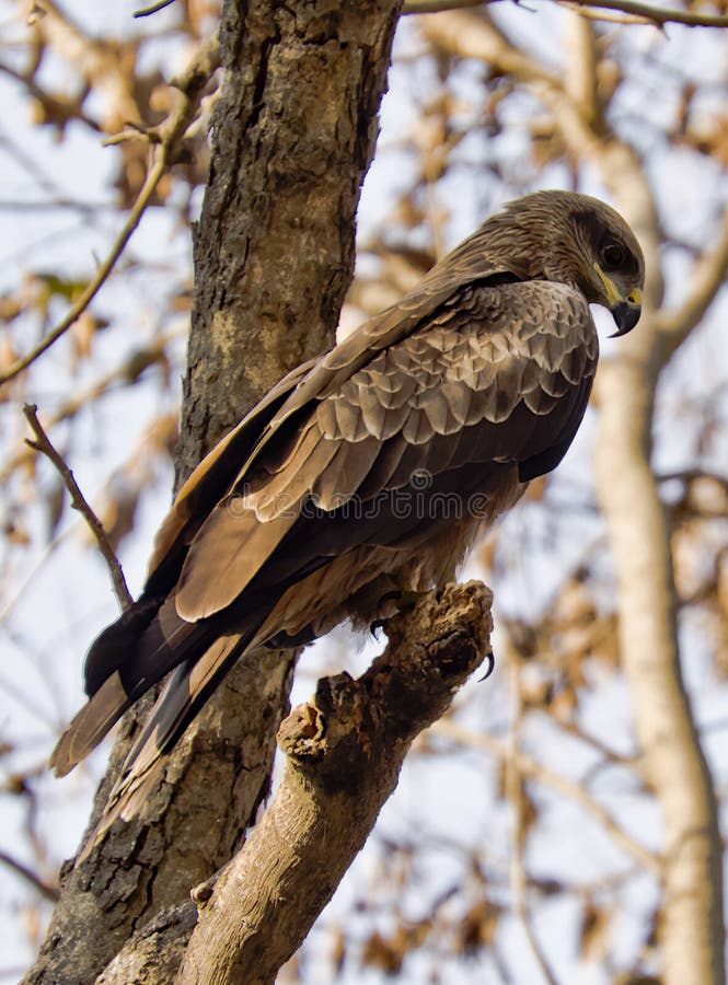 An Indian Black Kite Looking for Prey Stock Photo - Image of wildlife ...