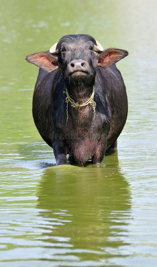 Indian buffalo stock image. Image of waterbuffalo, portrait - 13634723