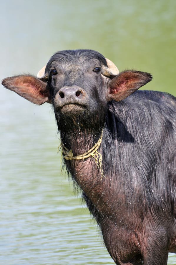 Indian buffalo stock image. Image of ears, waterbuffalo - 13634789
