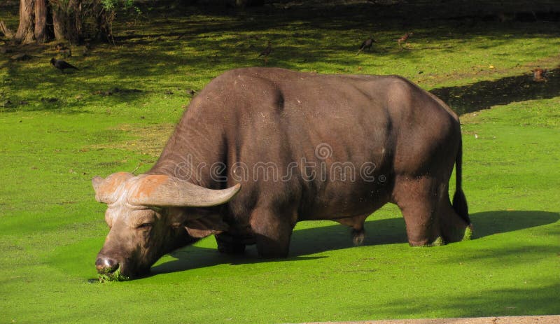 Indian Buffalo stock photo. Image of plant, water, feeding - 26010978
