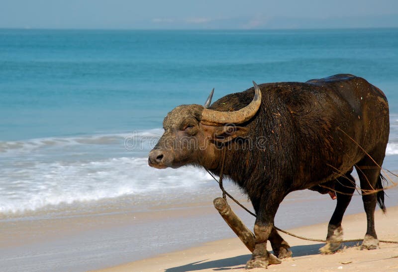 Indian Buffalo on the Beach Stock Photo - Image of cattle, indian: 13235578