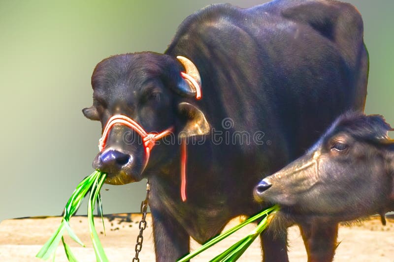 Indian Buffalo with calf stock image. Image of carnivore - 335959629