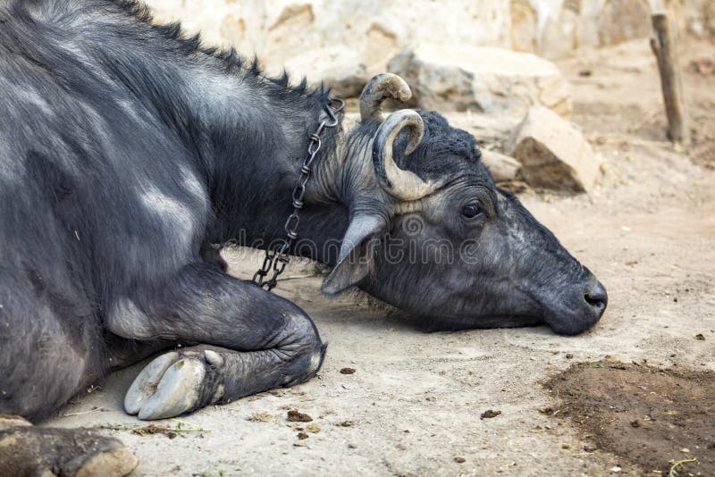 Indian Buffalo stock photo. Image of face, natural, brown - 153016338
