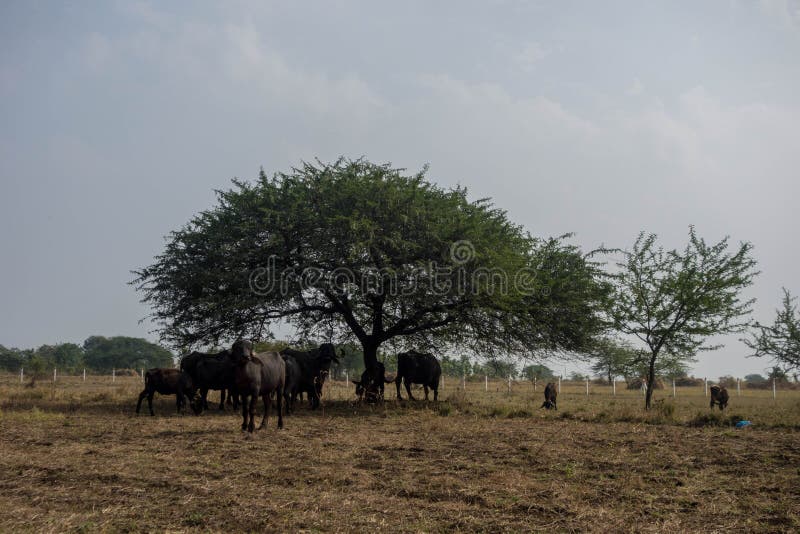 Indian Buffalo Gatherings Under Tree Stock Image - Image of land ...