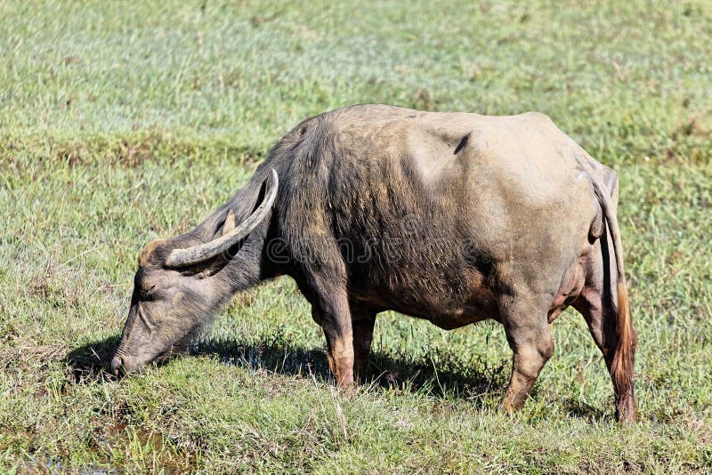 Indian buffalo stock image. Image of mammal, green, india - 51547609