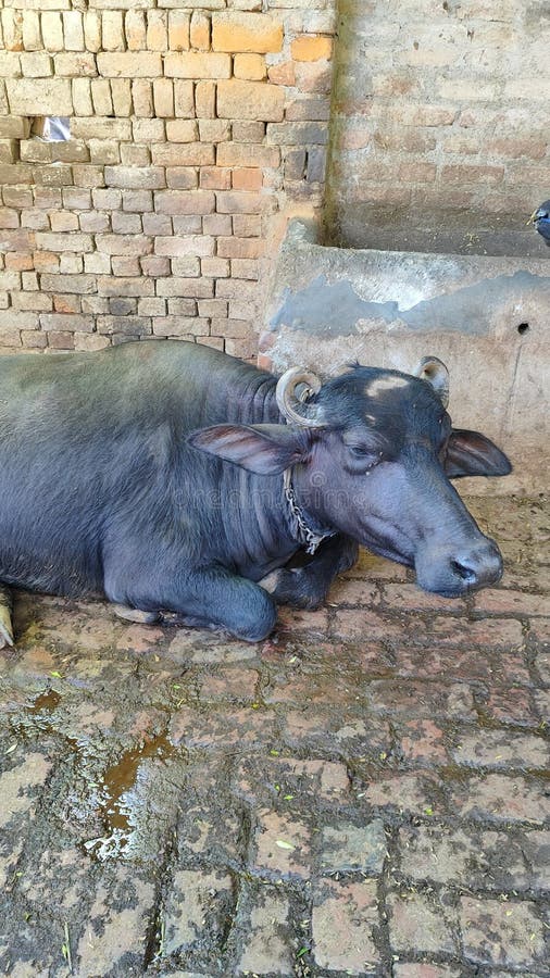 Indian Buffalo in Village House Stock Photo - Image of agriculture, green: 294942886
