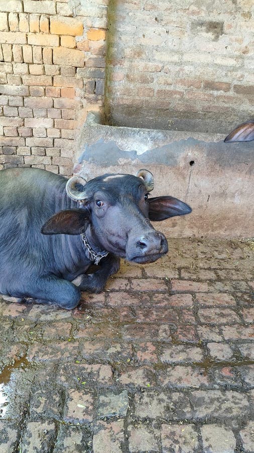 Indian Buffalo in Village House Stock Photo - Image of agricultural, domestic: 294942892