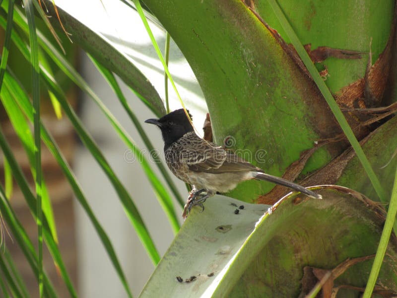 Indian Bulbul Bird Sitting on a Tree Stock Image - Image of insect ...