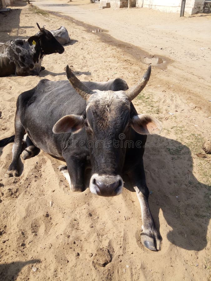 Indian Bull in Field Tamil Nadu India Stock Photo - Image of grass ...