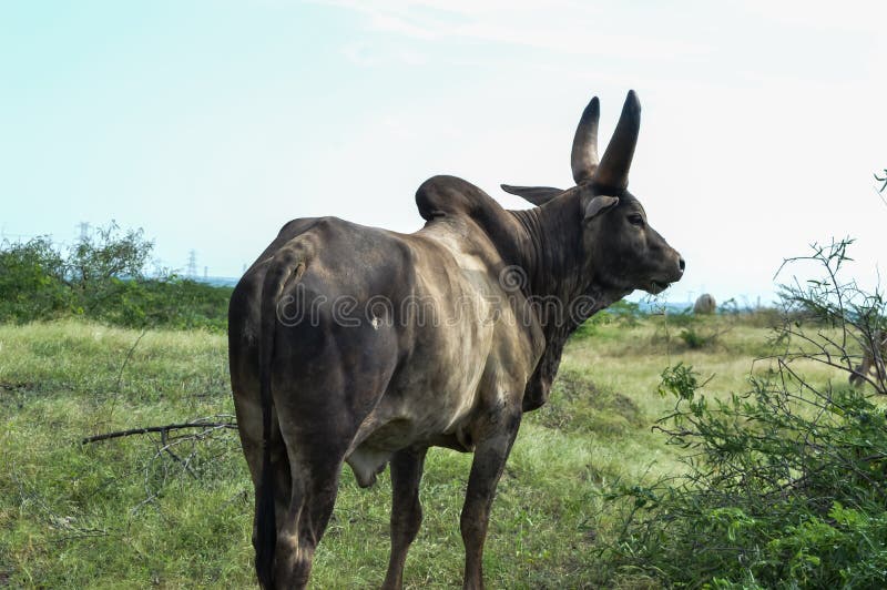 Indian Bull Beautiful and Strong Stock Photo - Image of bull, brown ...