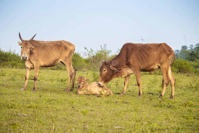 Bull and Calf in Grassfield. Stock Image - Image of three, pradesh ...