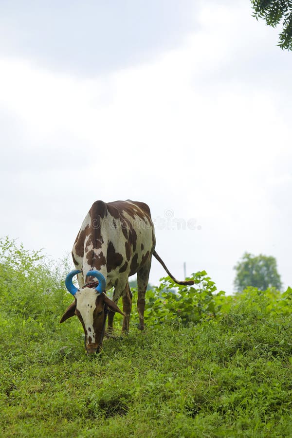Indian Bull Eating Grass at Farm Stock Image - Image of indian ...
