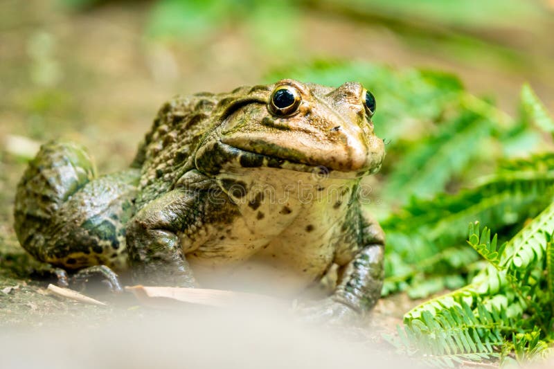 Indian Bull Frog a Huge Frog of India Stock Image - Image of bull ...