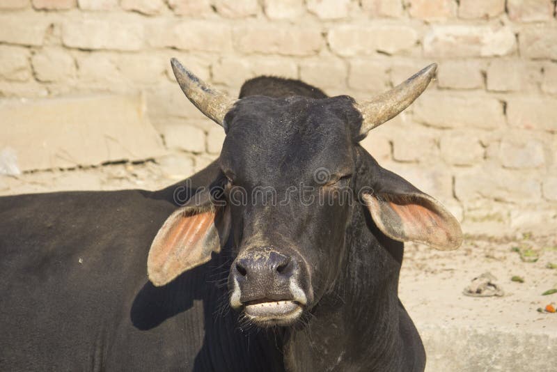 Indian bull stock image. Image of uttar, bull, horn, street - 49096613