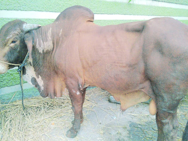 Indian bull stock image. Image of musles, indian, solid - 124176239