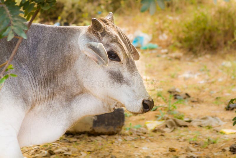 Indian bull stock photo. Image of scene, rajasthan, nature - 85544450