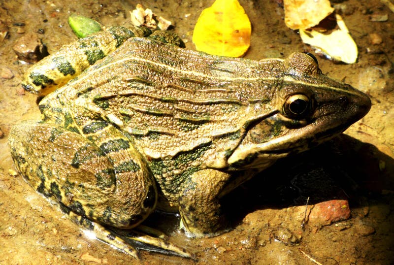 Indian bullfrog stock image. Image of bull, frog, breeding - 72909459