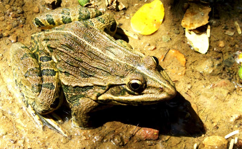Indian Bullfrog Stock Photos - Free & Royalty-Free Stock Photos from ...