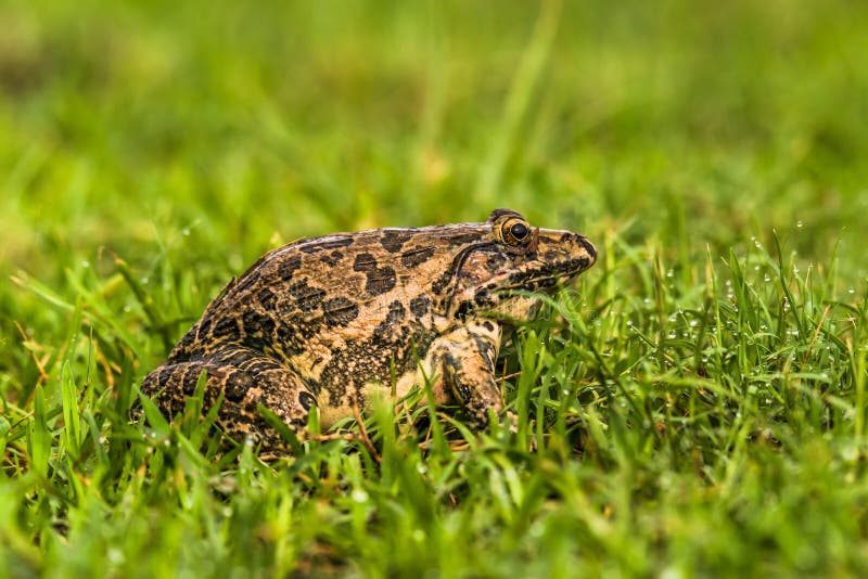 Bull Frog stock image. Image of hoplobatrachus, bull - 126322803