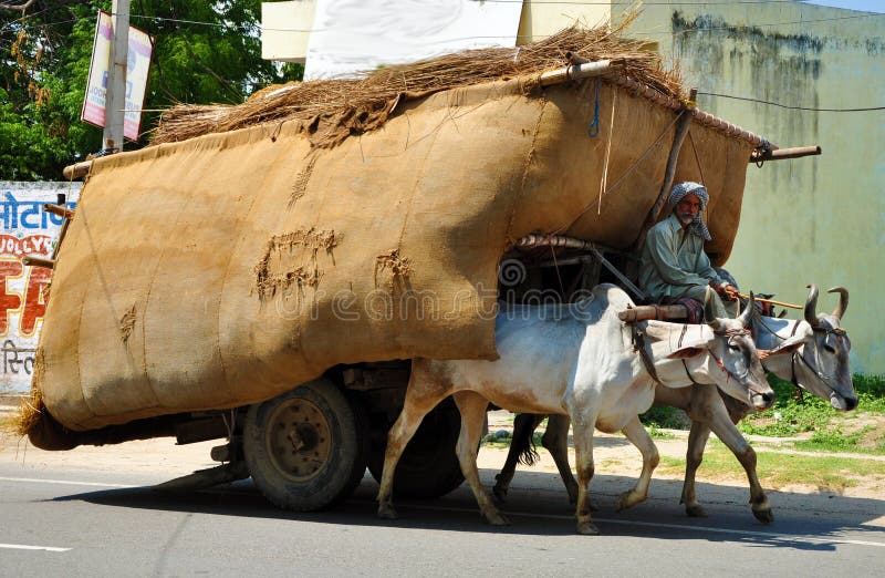 Indian bullock cart editorial image. Image of mammal - 19887095