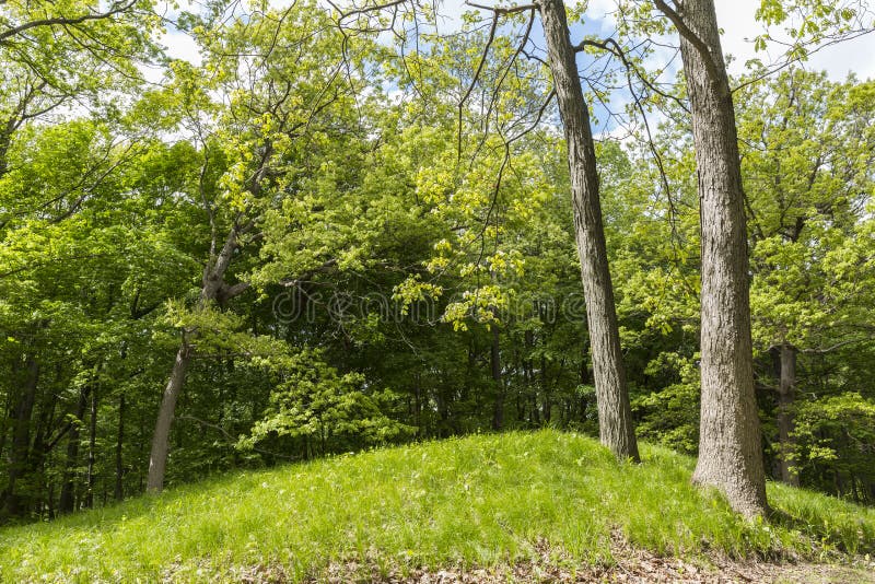 Ais Indian Burial Mound stock image. Image of trees, indians - 10191819