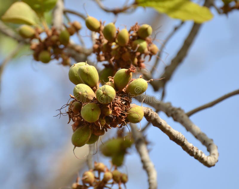 Indian mahua flower stock photo. Image of mahua, longifolia - 166745942