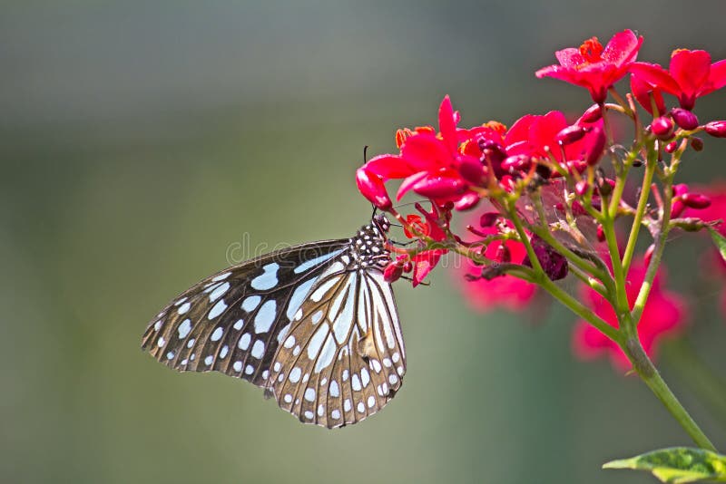 Indian butterfly stock photo. Image of asian, india, nature - 41676118