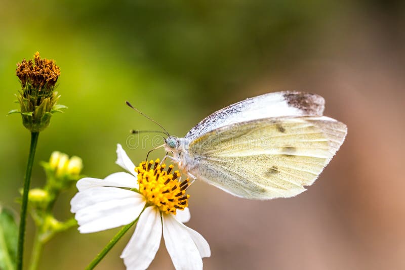 Indian Cabbage White Pieris Canidia Stock Image - Image of hong, plant ...
