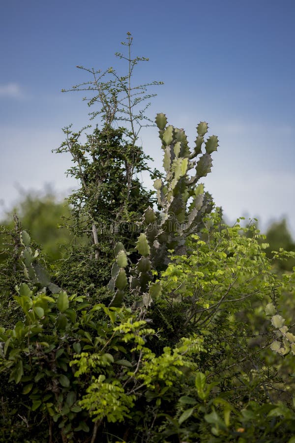 Indian Cactus Growing Along with Other Plants Stock Photo - Image of ...