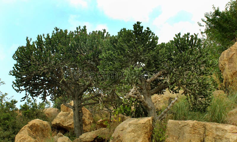 The Indian Cactus with Hill Rocks with Sky Landscape. Stock Photo ...