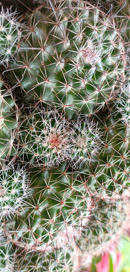 Indian cactus stock image. Image of home, page, food - 255579733