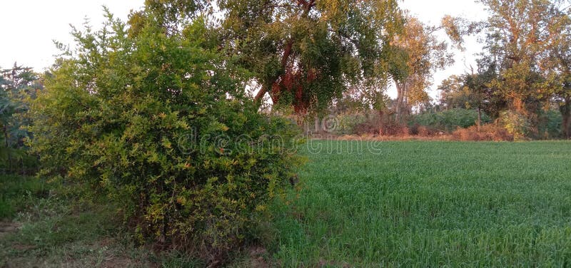 Indian calchar stock photo. Image of indian, beautiful - 169881250