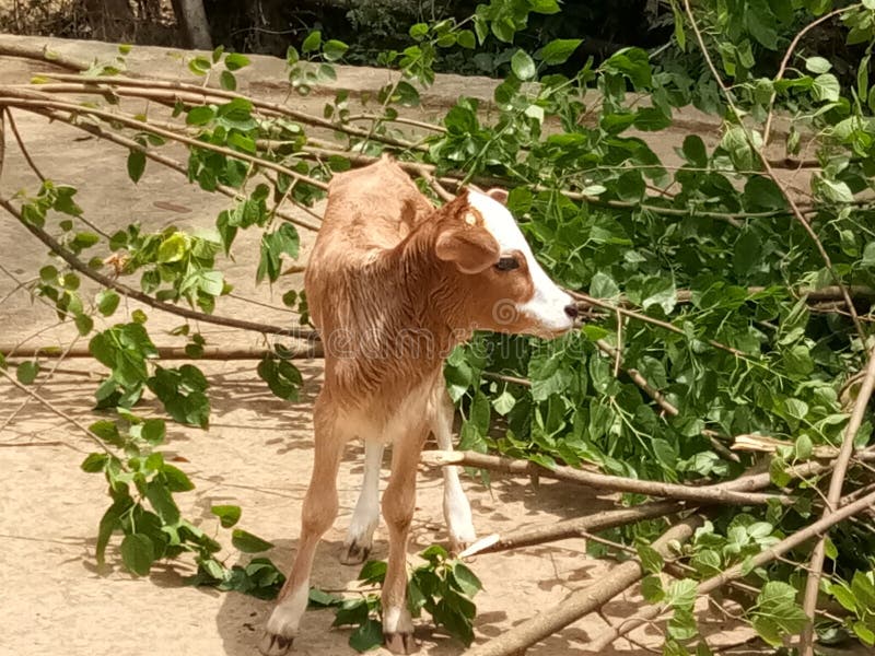 Indian Cow Calf Beautiful View,brown Calf Stock Image - Image of ...