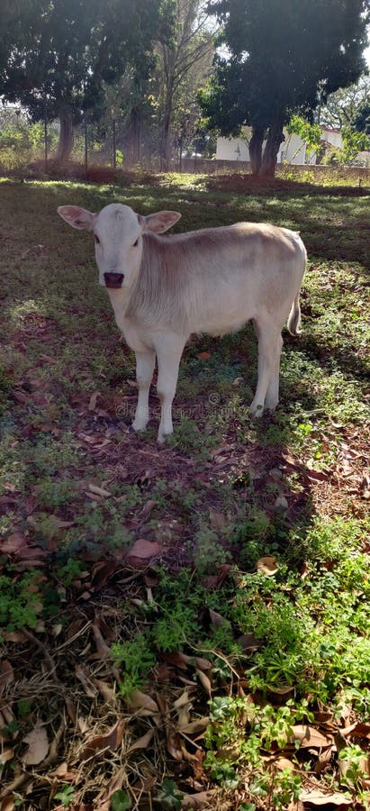 Indian Cow Calf stock photo. Image of grazing, mammal - 1328924