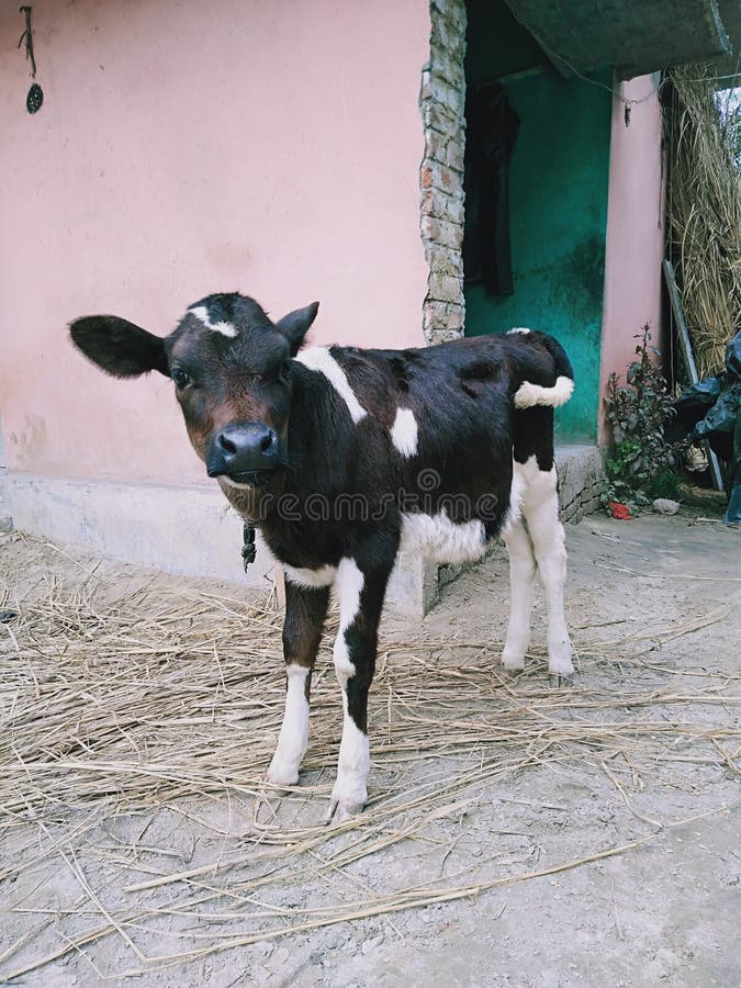 Indian Cow Calf stock photo. Image of grazing, mammal - 1328924