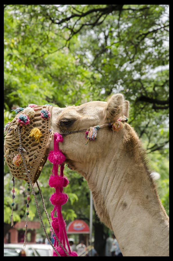 Indian Camel stock photo. Image of decorated, camel, india - 36360386