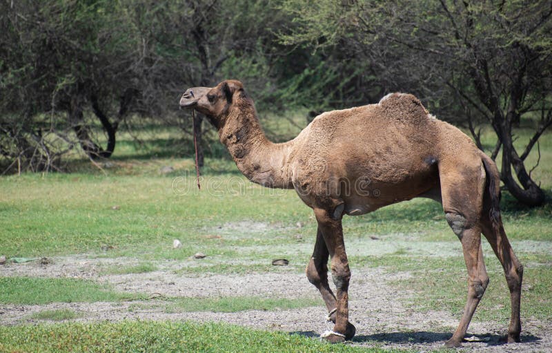 Indian Camel or Dromedary Camel Camelus Dromedarius Standing Isolated ...