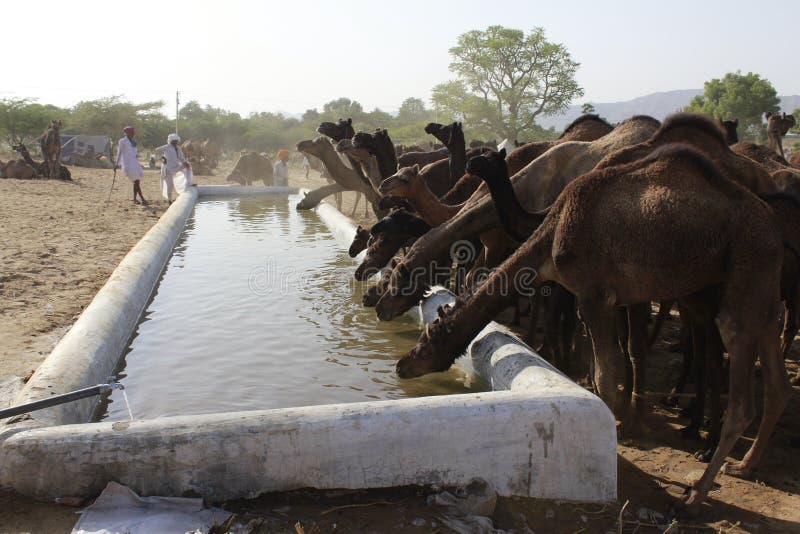 236 Camels Drinking Water Stock Photos - Free & Royalty-Free Stock ...