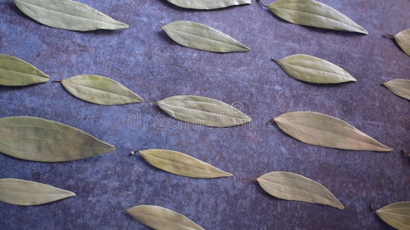 Indian Cassia Tree Golden Shower Tree Detail with Seed Pods Stock ...