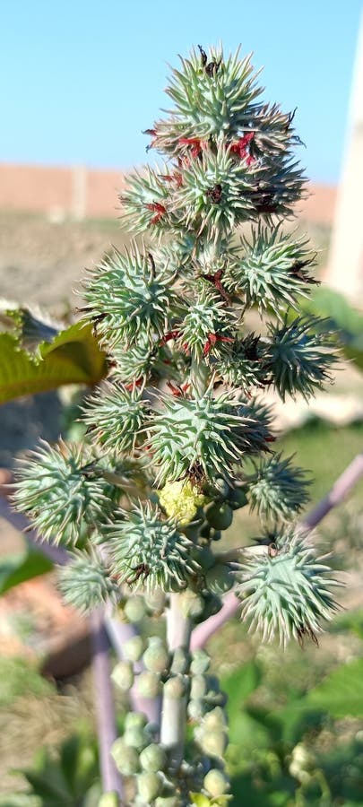 Indian Castor Oil Plant Seeds Stock Image - Image of castor, seeds ...