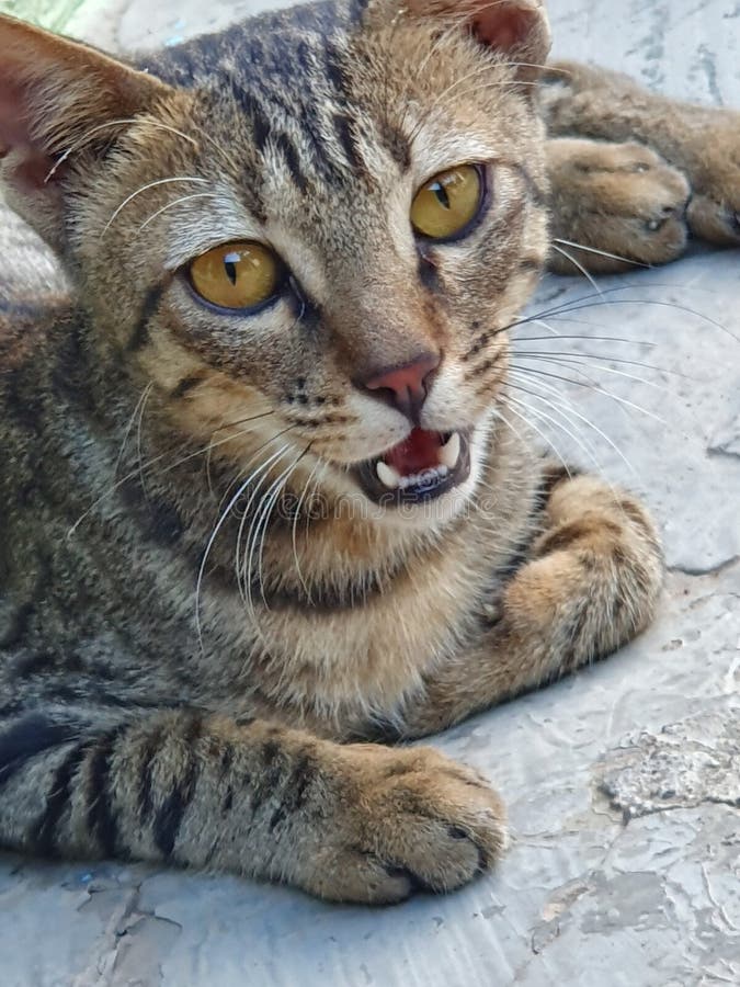 Indian Cat Animal Pets Face Stock Photo - Image of mammal, nose: 204483190